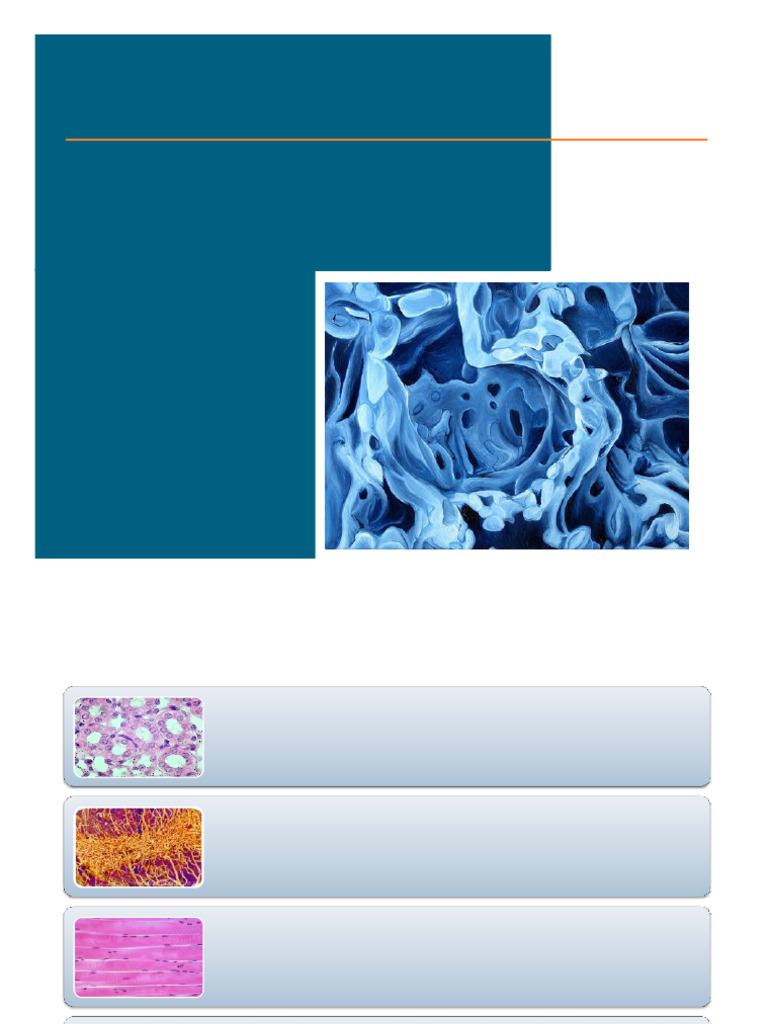 Chapter 7. Animal Tissue | PDF | Epithelium | Connective Tissue