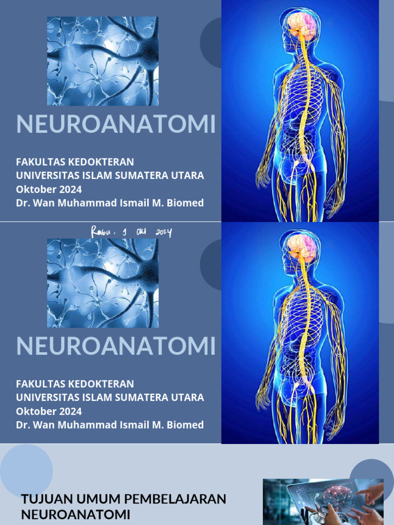 Panduan Lengkap Neuroanatomy 2024 | PDF