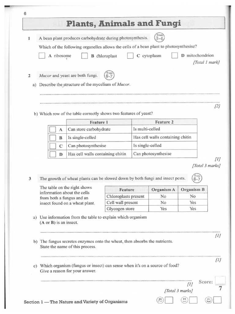 Plants, Animals, Fungi Worksheet | PDF