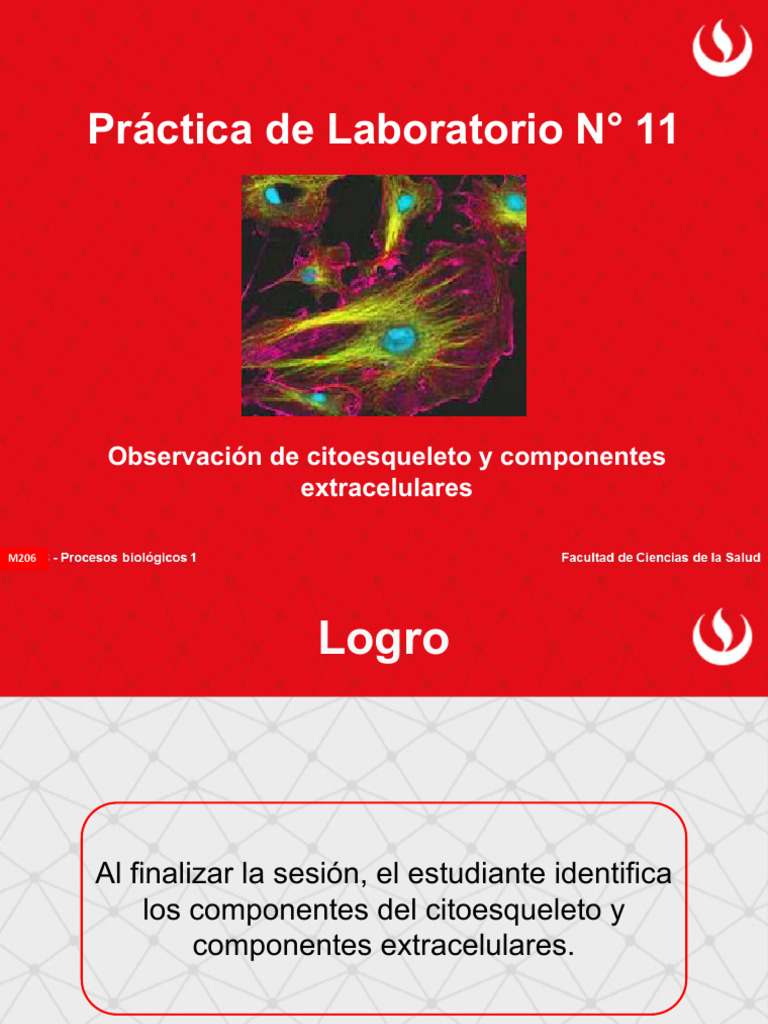 ME206_Lab11_202301(2) | PDF | Citoesqueleto | La matriz extracelular