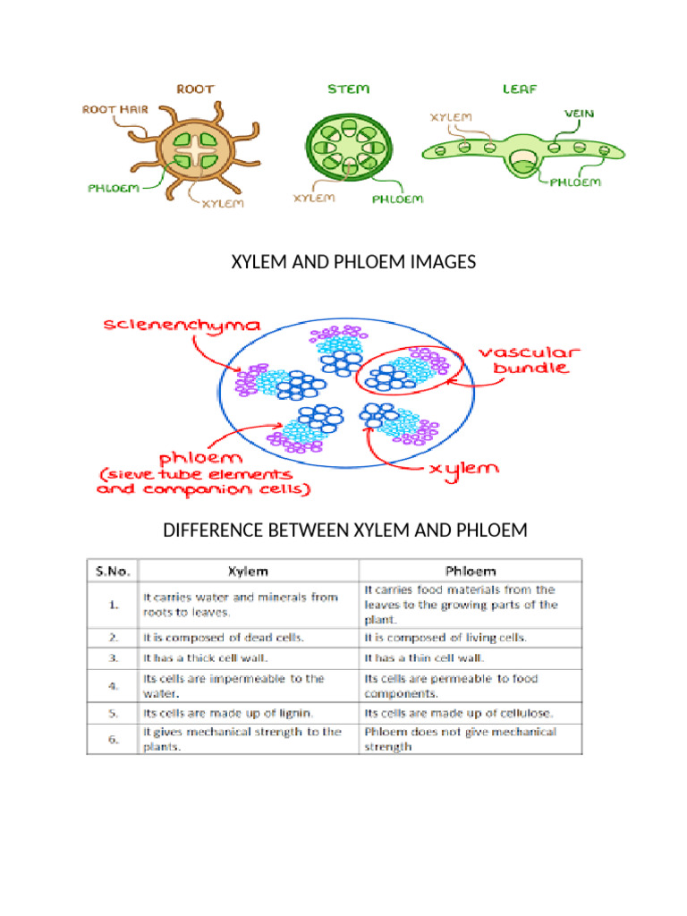 Xylem and Phloem Images | PDF
