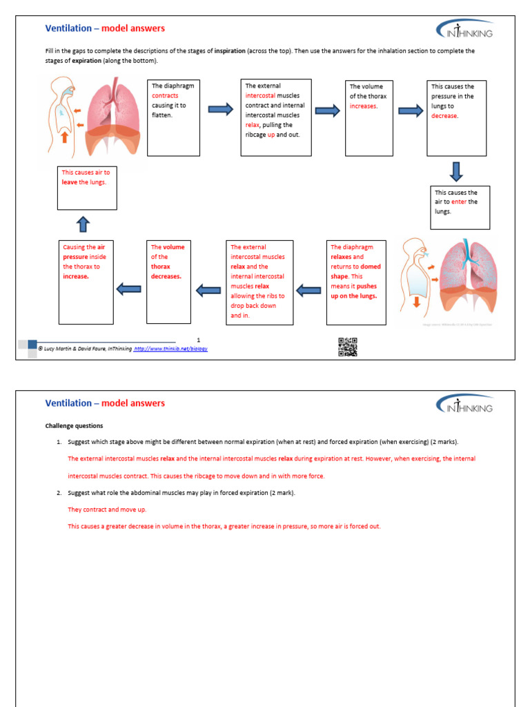 2 - Ventilation - Model Answers | PDF | Exhalation | Breathing