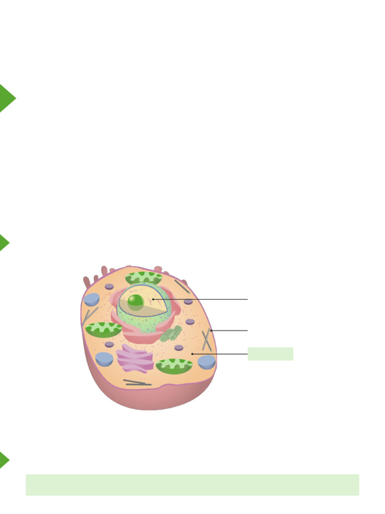 Understanding Cell Structure and Function | PDF | Mitosis | Cell Membrane