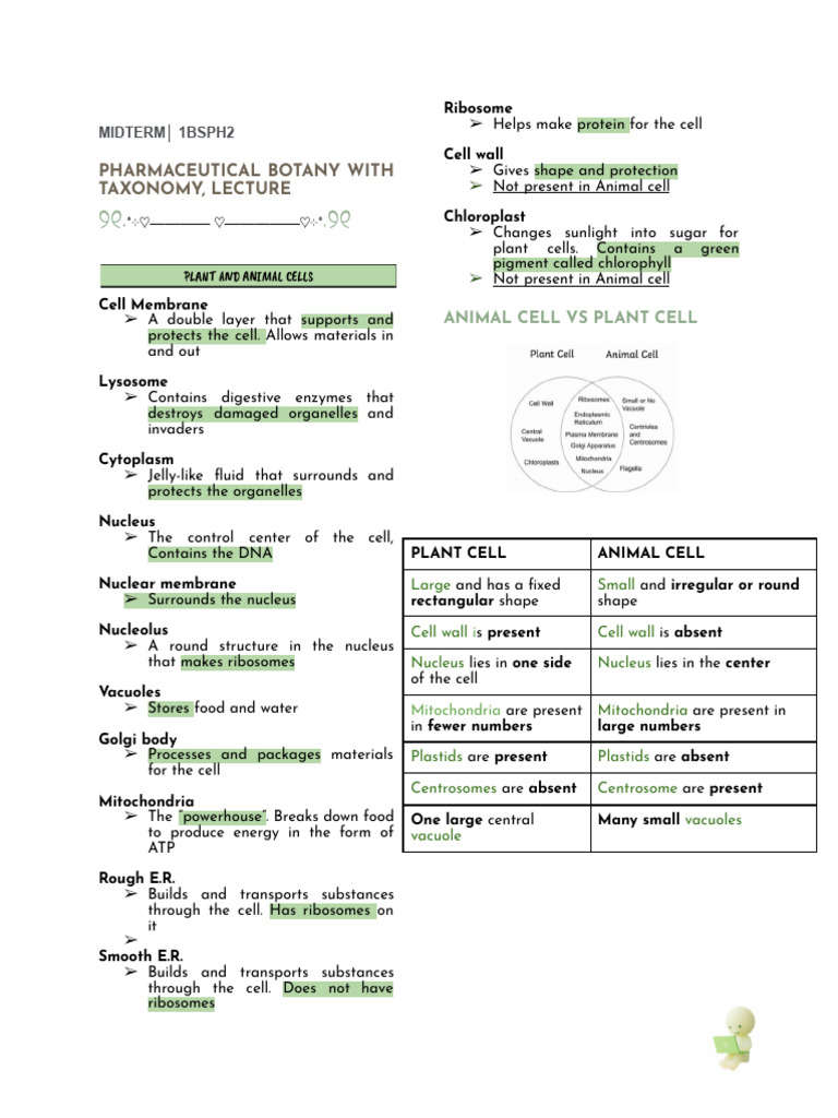 BOTANY, LECTURE (1) | PDF | Fruit | Mitosis