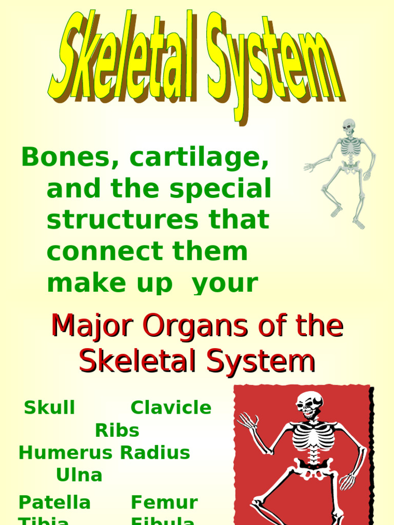 Overview of the Skeletal System Functions | PDF | Bone | Skeleton
