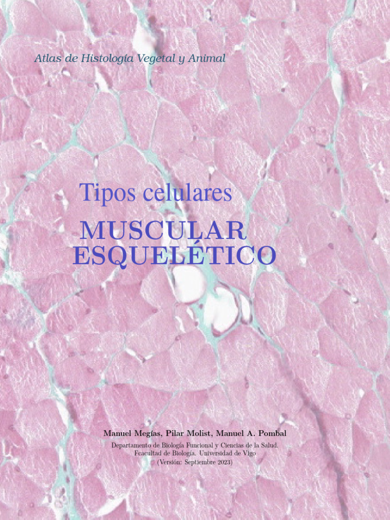 Tipos de Células Musculares Esqueléticas | PDF | Músculo | Actina