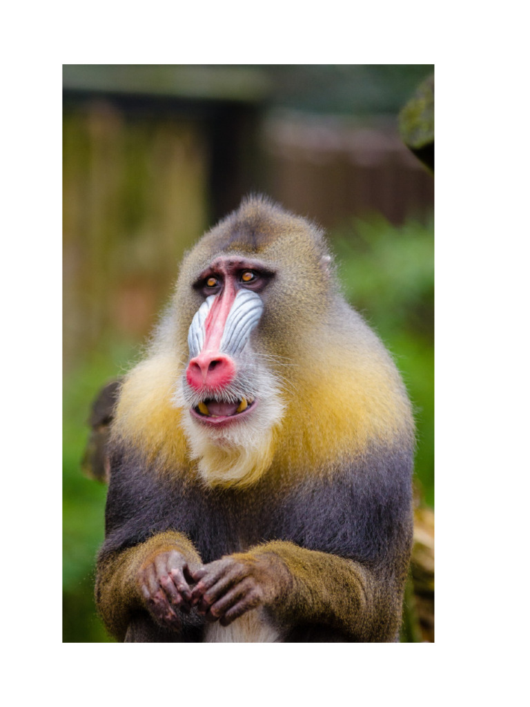 Monkey Communication The Languag | PDF