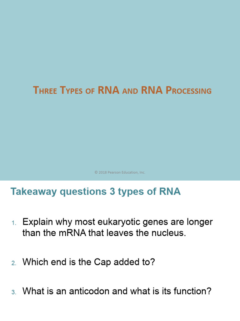 Types of RNA and Eukaryotic Processing | PDF | Messenger Rna | Rna