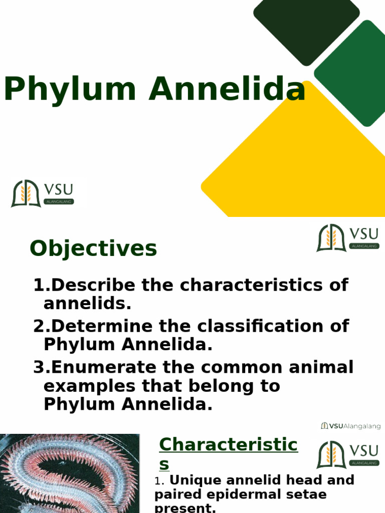 Phylum Annelida | PDF