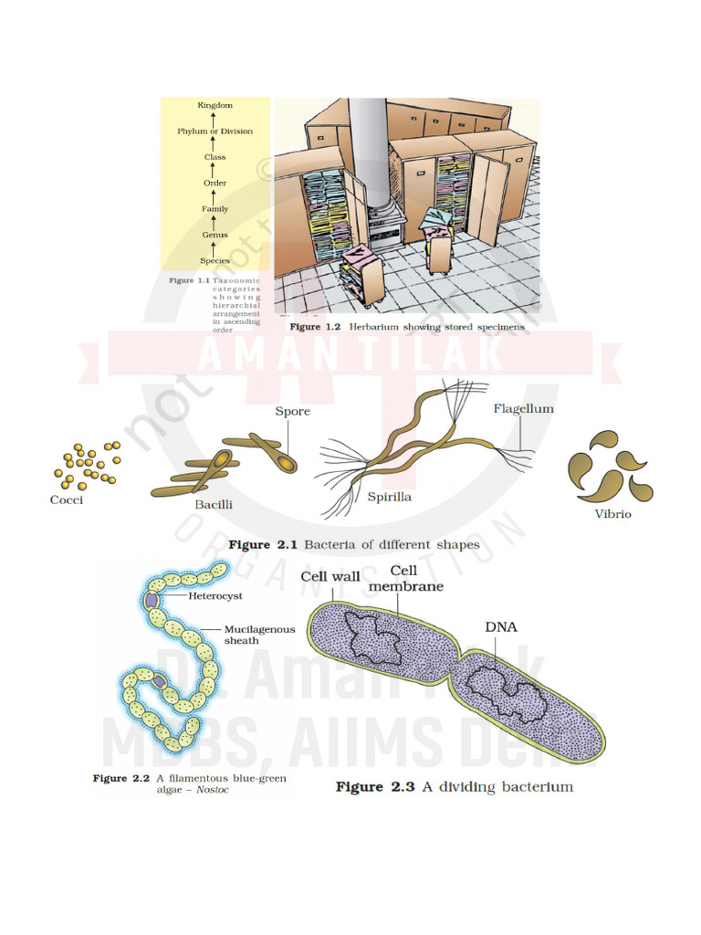 All NCERT Bio Diagrams Compiled | PDF