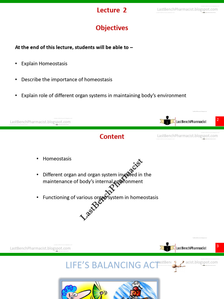 02 Homeostasis | PDF | Homeostasis | Human Body