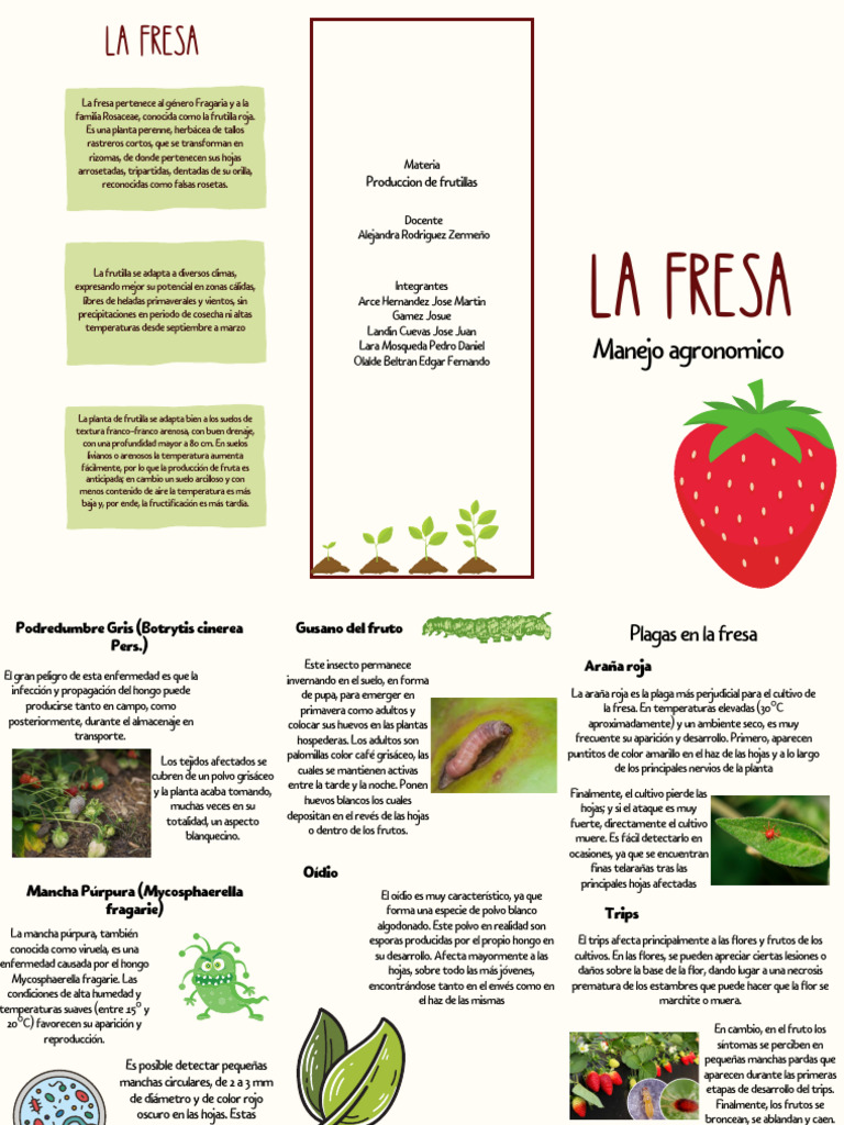 Guía de Cultivo y Plagas de la Fresa | PDF | fresa | Plantas