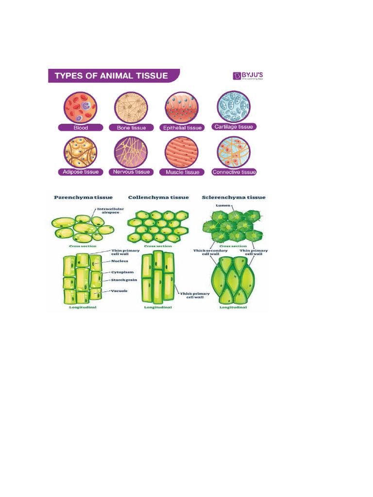 Animal Tissue | PDF