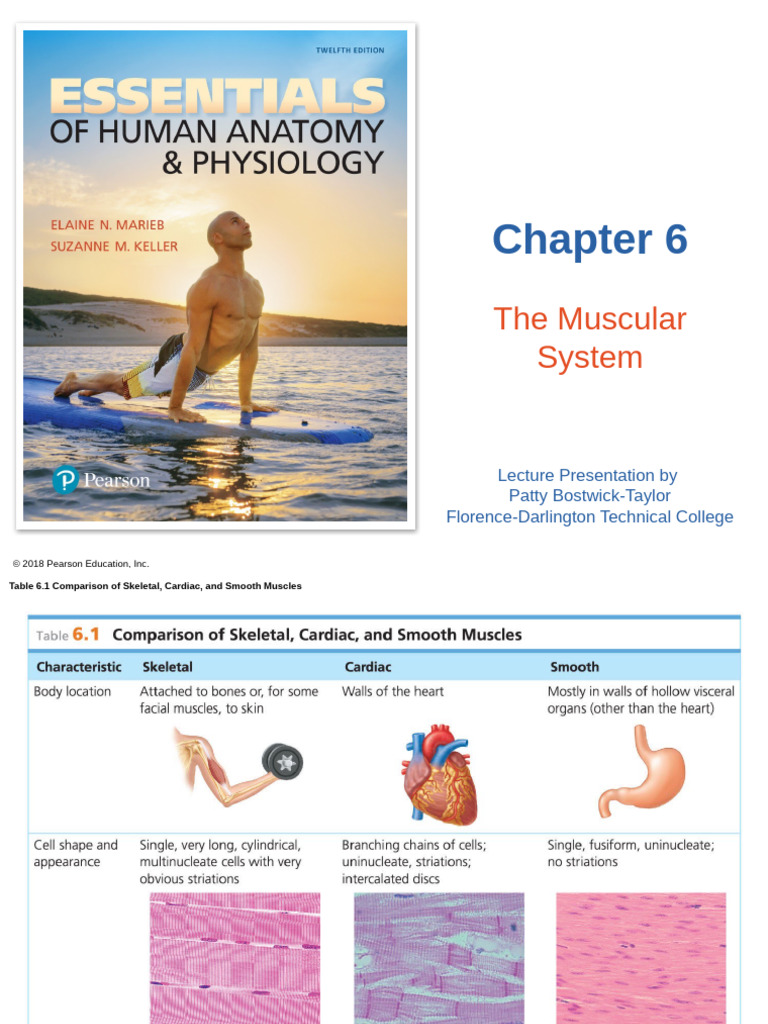 CH 06 Lecture Presentation A | PDF | Neuromuscular Junction | Acetylcholine