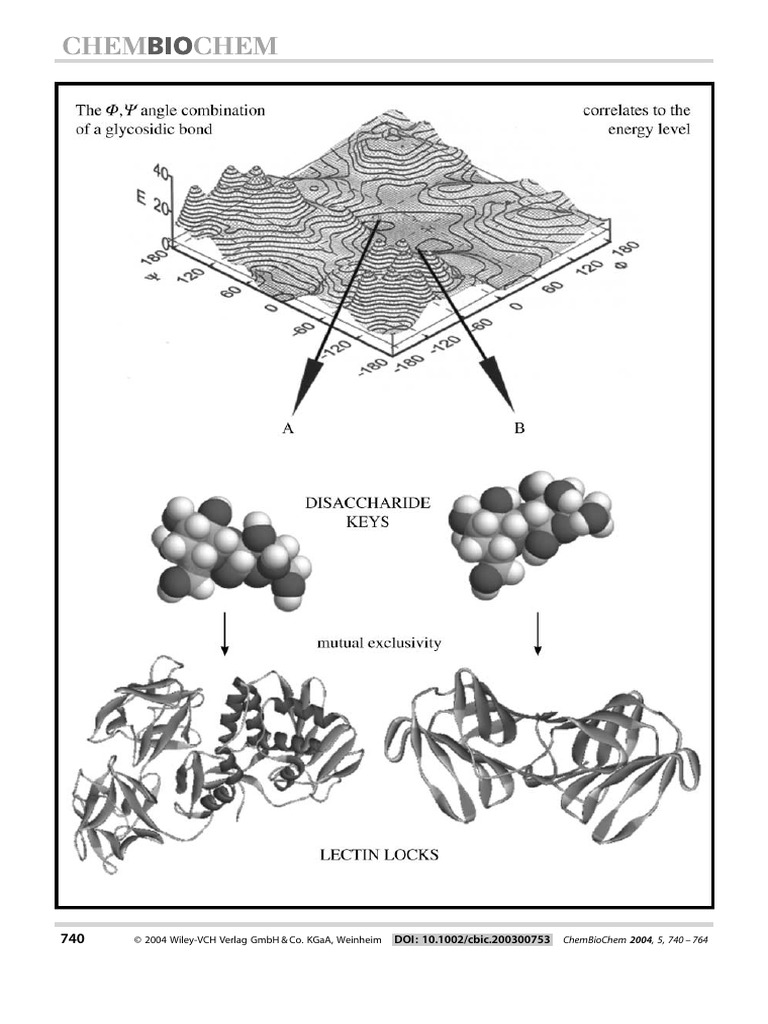 sugar code | PDF | Proteins | Biochemistry