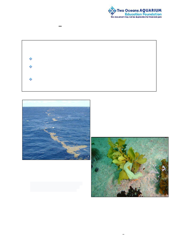 Brown Seaweeds: Characteristics & Classification | PDF | Algae | Seaweed