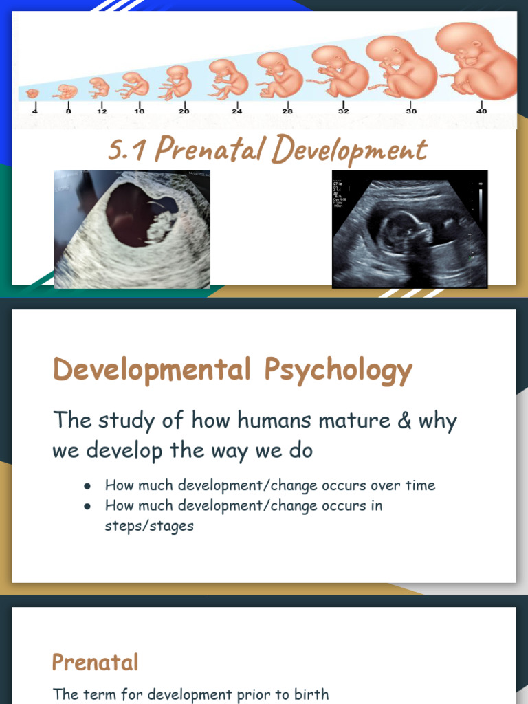 5.1 Prenatal Development | PDF | Prenatal Development | Nervous System