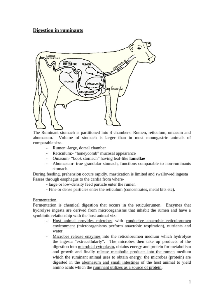 Lecture 8- Digestion in ruminants | PDF | Ruminant | Digestion