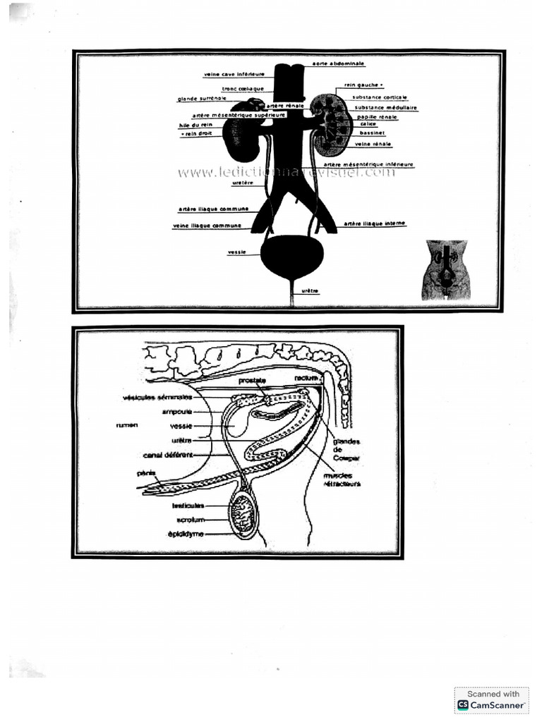 Appareil Uro-Génital | PDF