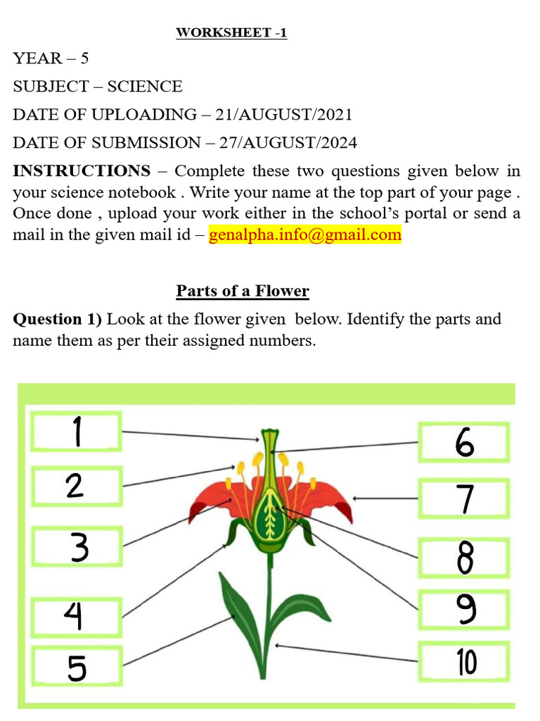 Year 5 Flower Science Worksheet | PDF