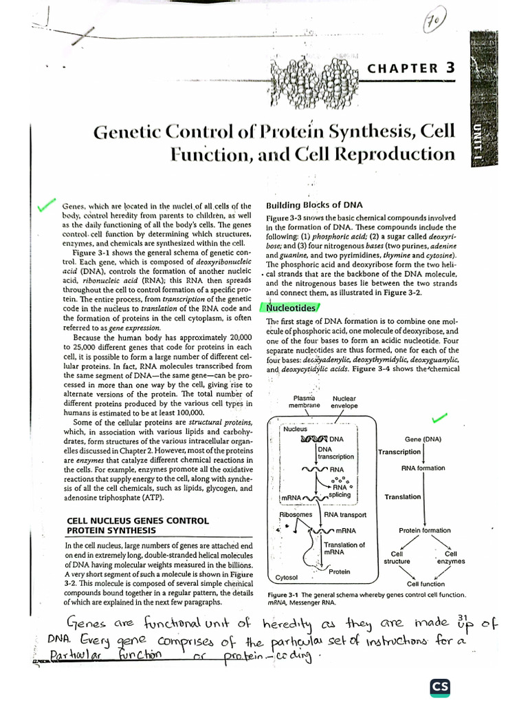 Physiology Ch3 | PDF
