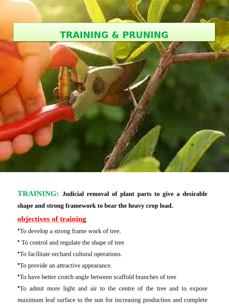 Training and Pruning Techniques in Horticulture | PDF | Pruning | Trees