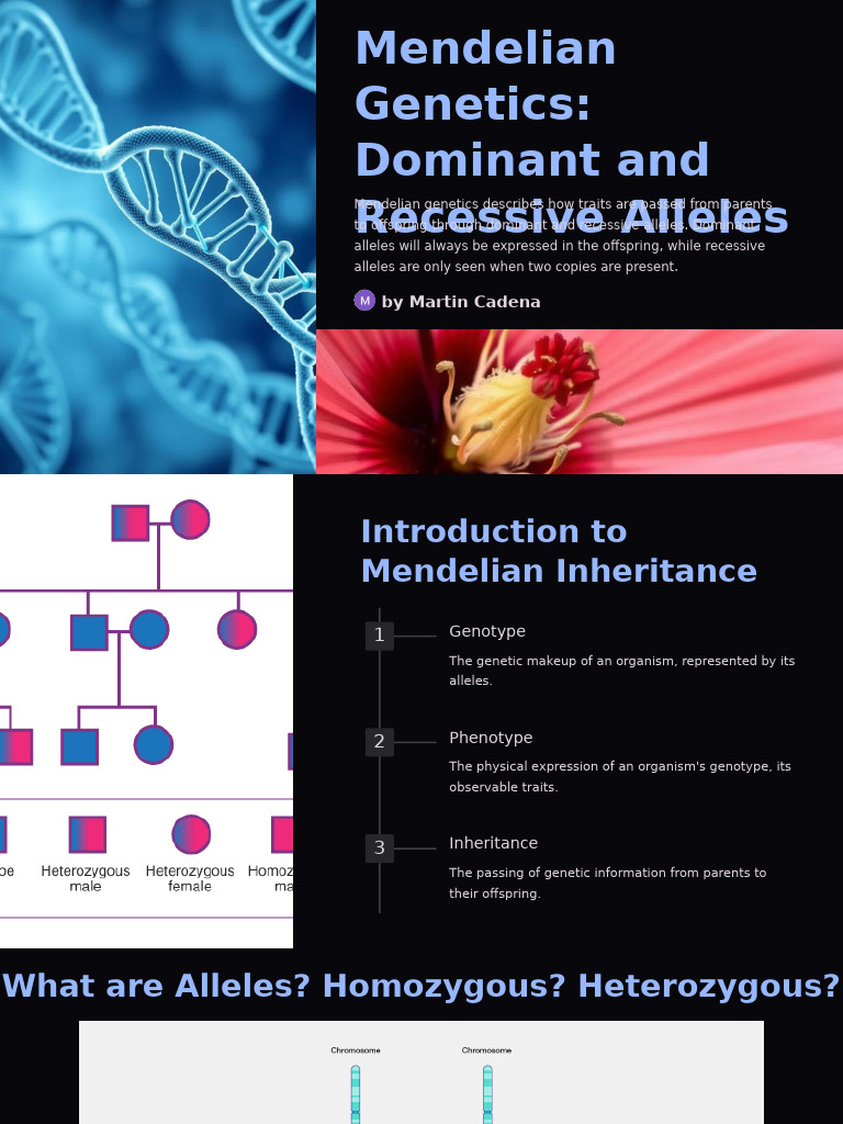 Mendelian-Genetics-Dominant-and-Recessive-Alleles | PDF | Dominance (Genetics) | Genotype