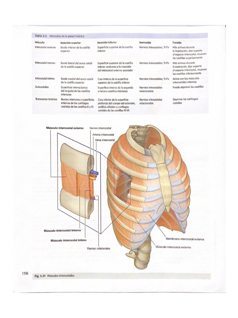 Tabla 3.2 Músculos de La Pared Torácica | PDF