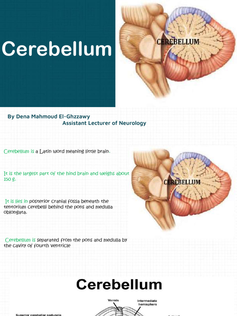 Cerebellum B y Den | PDF | Cerebellum | Neuroscience