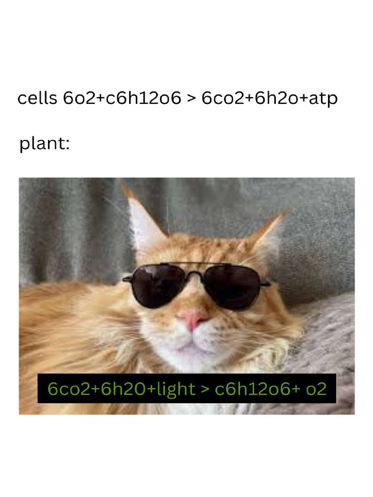 VERY funny photosynthesis meme | PDF
