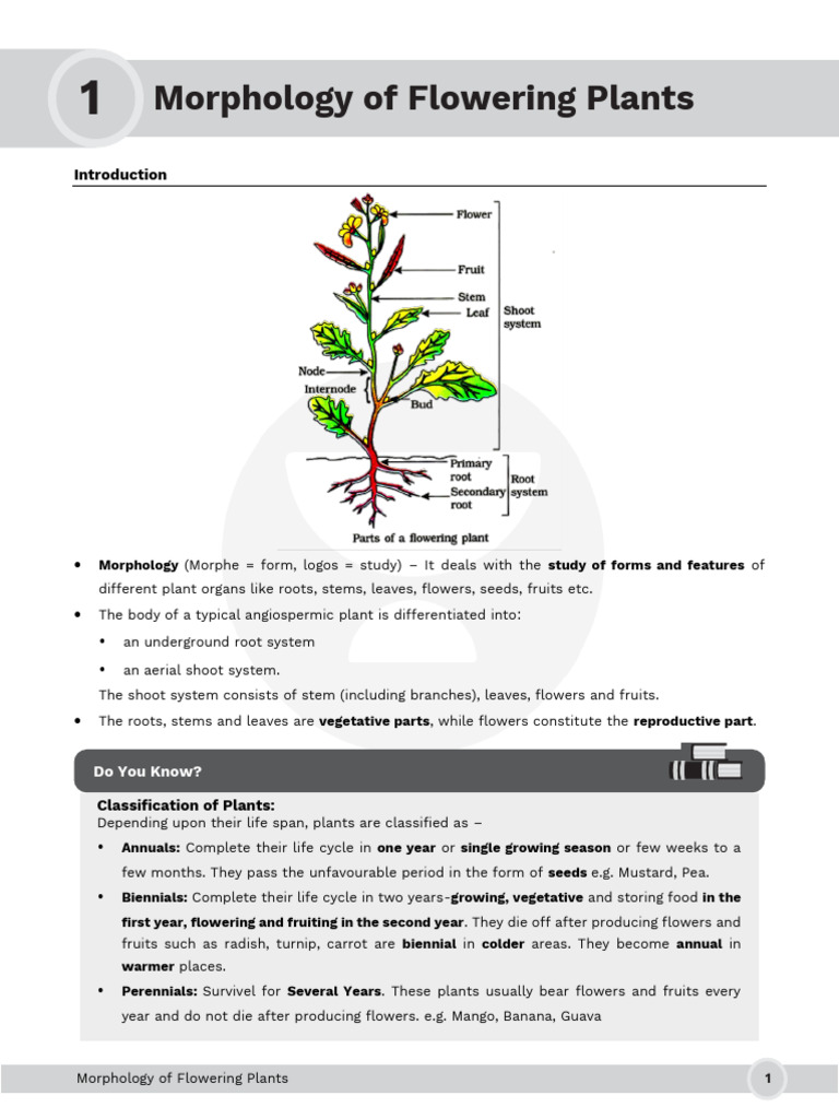 Morphology of Flowering Plants Overview | PDF | Seed | Fruit