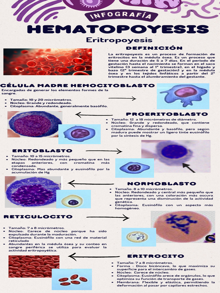 Infografia | PDF | Hematopoyesis | Linfocitos