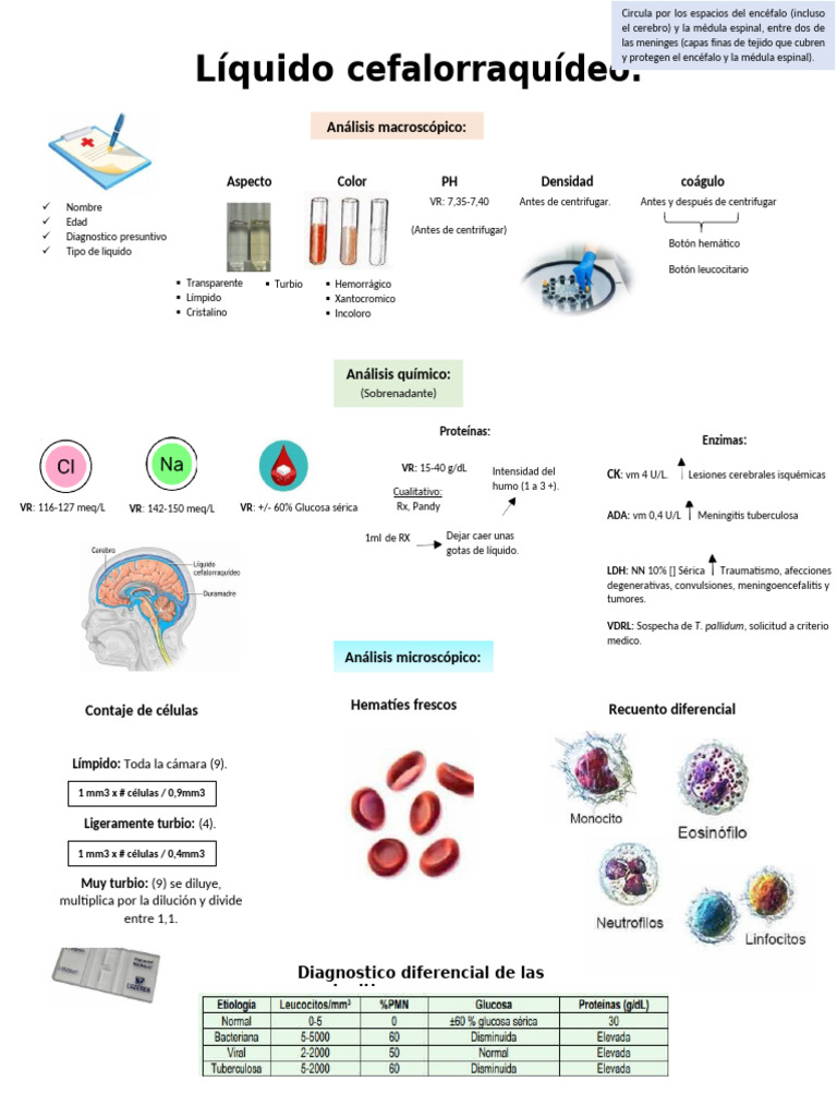 Líquido Cefalorraquídeo Pdf Meningitis Fisiología