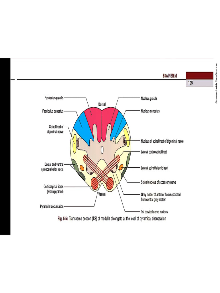 Brainstem Cross Sections | PDF