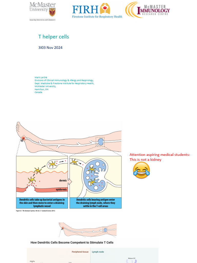 T Helper Cells Lecture 3I03 - 2024 - 2 | PDF | T Helper Cell | T Cell