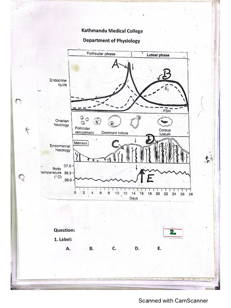 Physiology Spotter Corrected_221029_212745 (1) | PDF