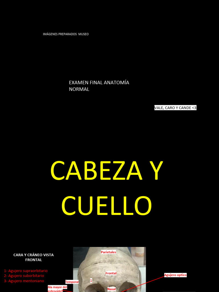 AYUS Mas Completo | PDF