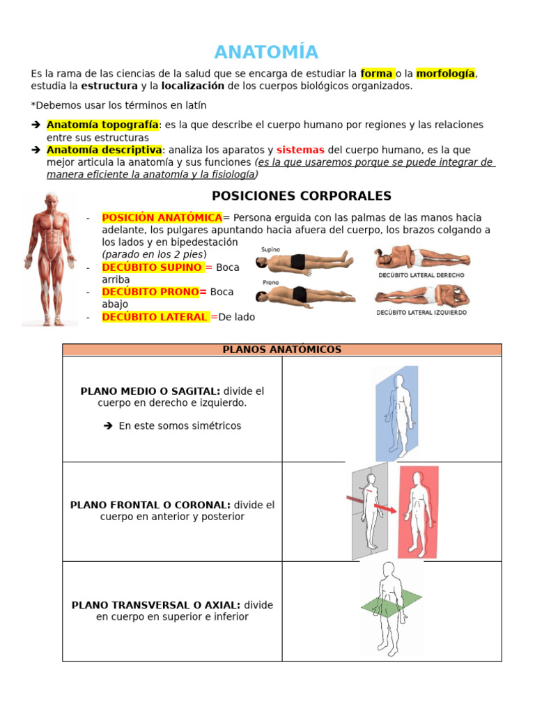 1. Planos, terminos anatomicos, posiciones, movimientos | PDF ...