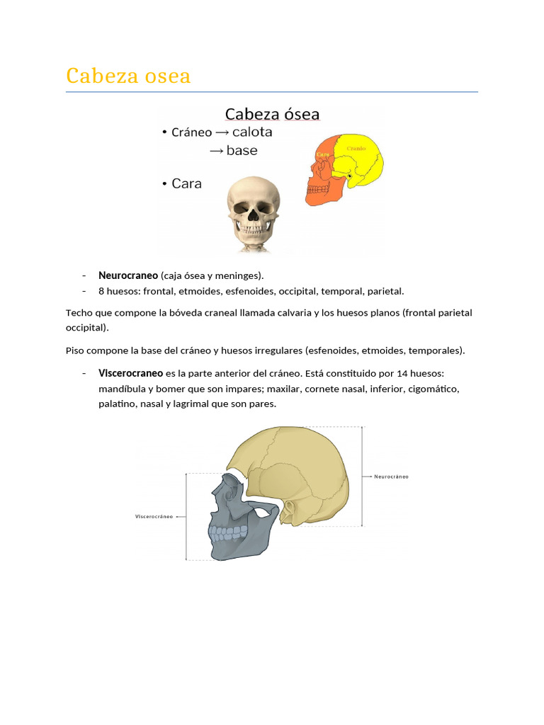 Cabeza Osea | PDF