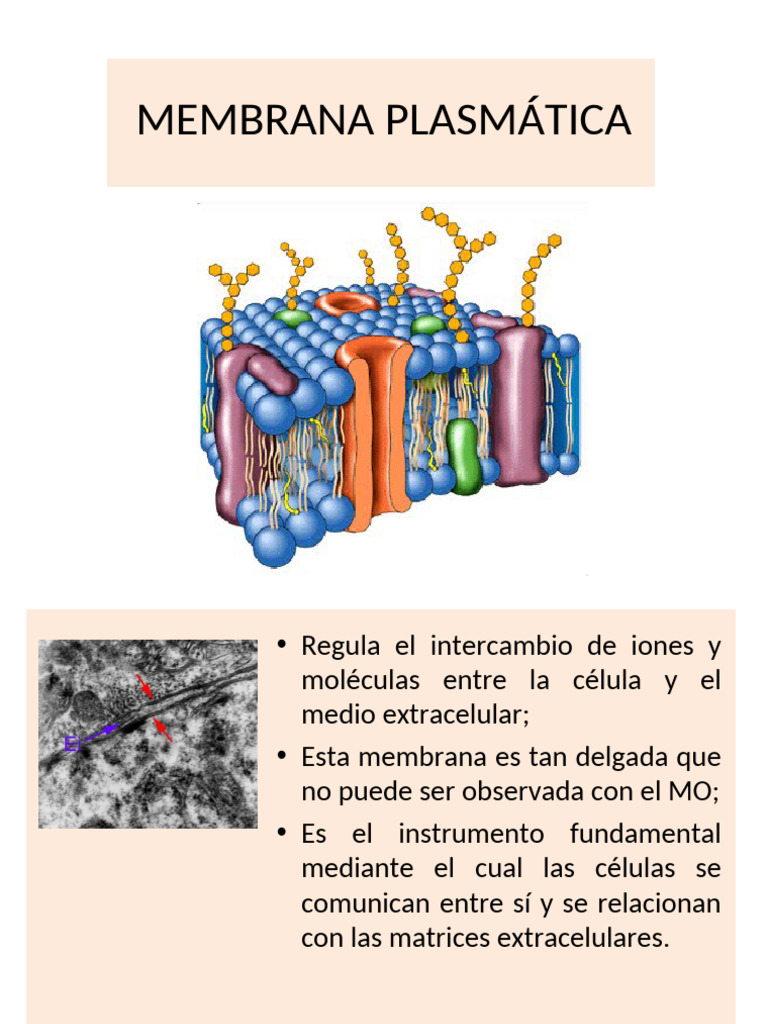 Membrana Plasmática | PDF | Membrana celular | Biotecnología