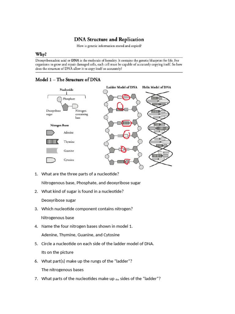 Cell Cycle Mastery Entrance Ticket | PDF | Mitosis | Dna