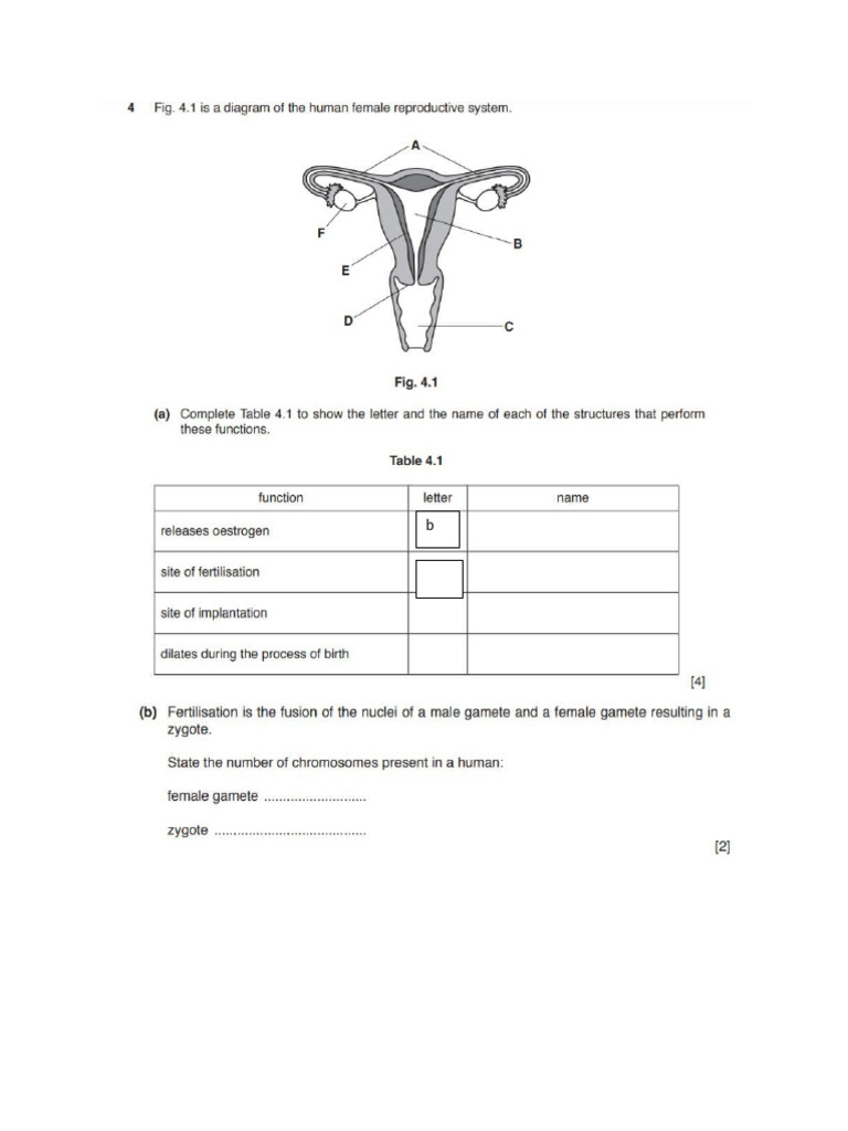 Sexual reproduction in humans OCR | PDF
