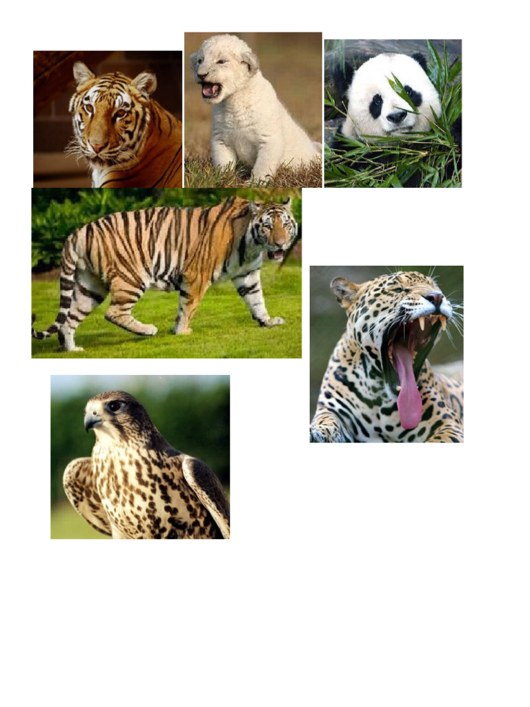 Set de Animales (Figuras) | PDF