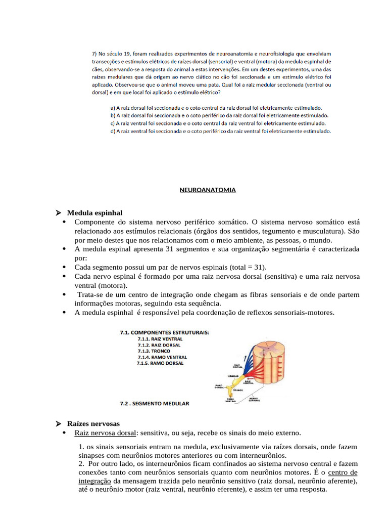Neuroanatomia - Ato Reflexo | PDF | Nervo | Neurônio motor