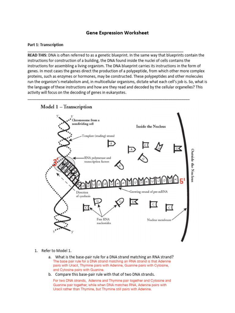 Gene Expression Worksheett | PDF | Translation (Biology) | Messenger Rna