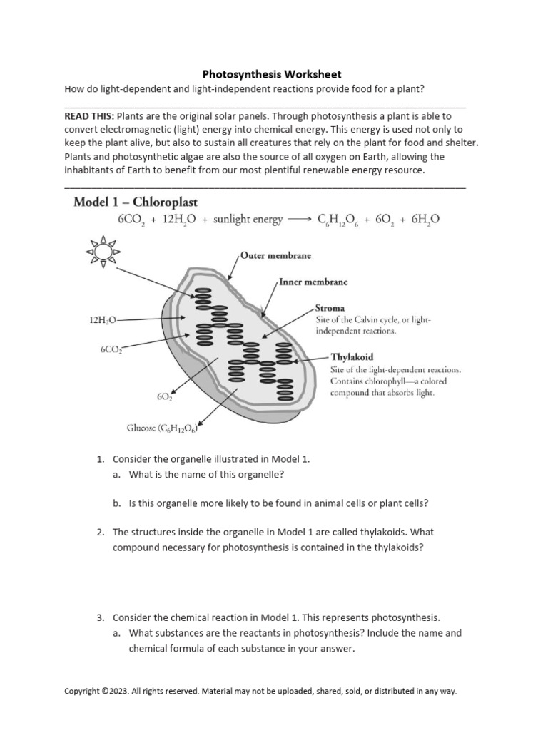 Photosynthesis Worksheet 1 | PDF | Photosynthesis | Chlorophyll
