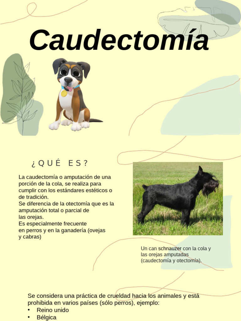 Caudectomía | PDF