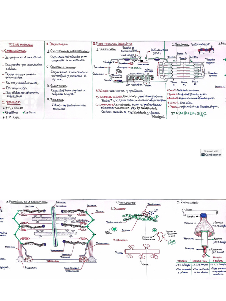 Anatomía Sem4 | PDF