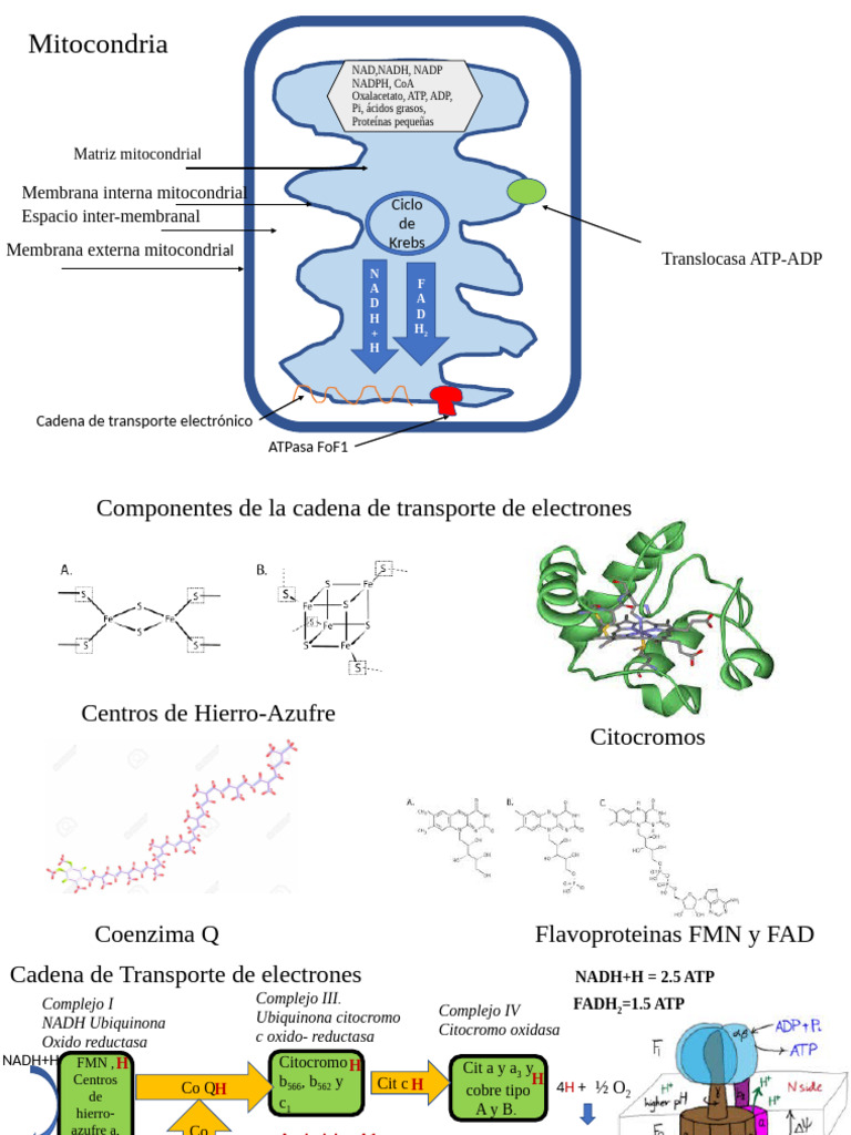 Capitulo. Fosforilación Oxidativa | PDF | Trifosfato de adenosina | Cadena de transporte de ...