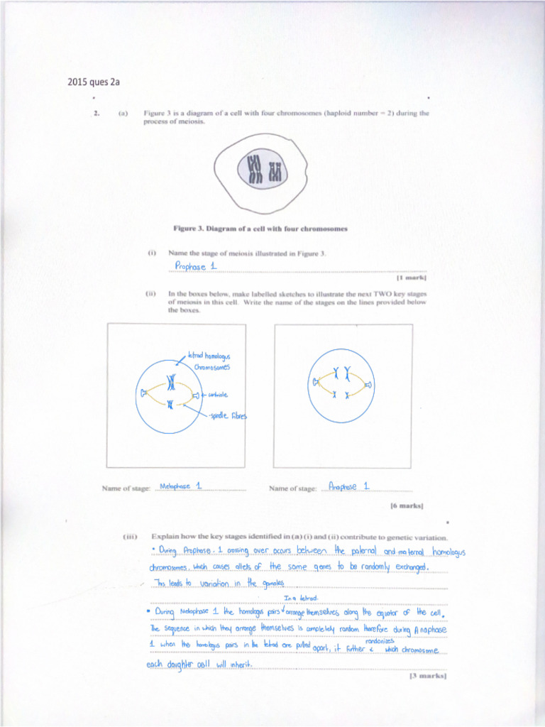Biology - Meiosis Classwork | PDF